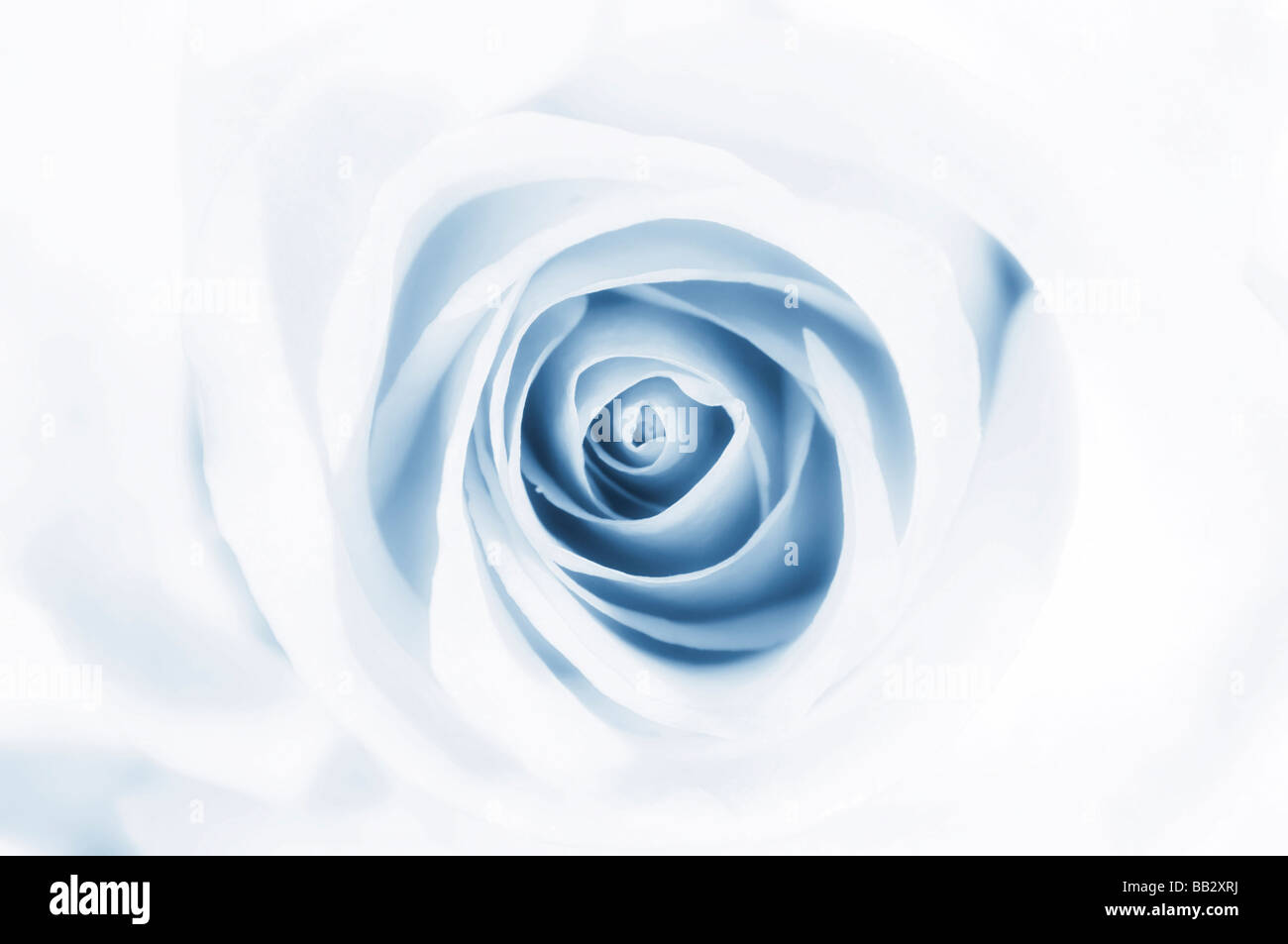 Beautiful white rose flower background hi-res stock photography and ...