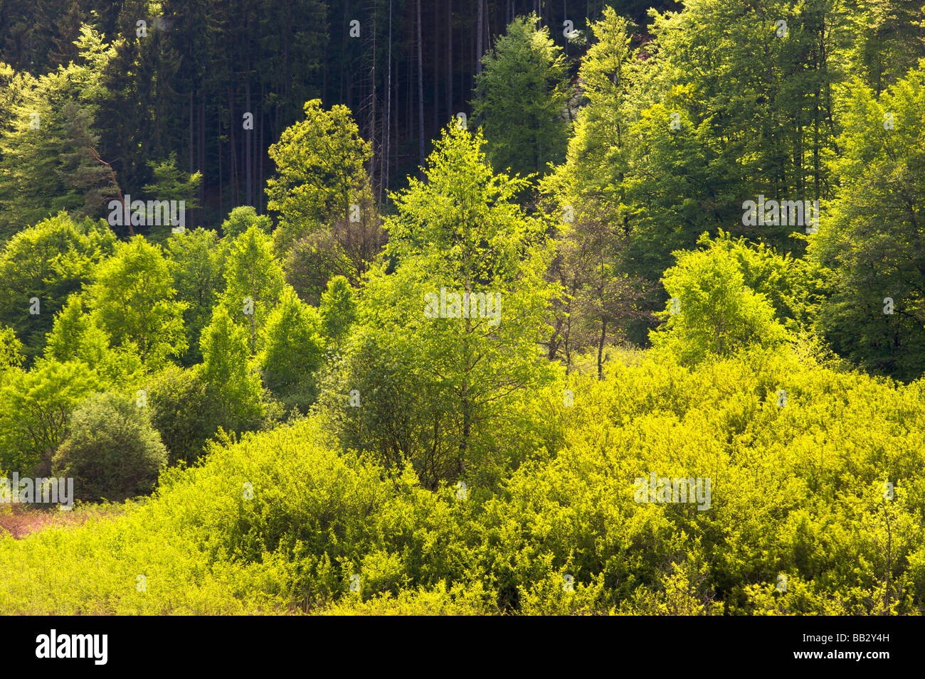 Forest in springtime Stock Photo - Alamy