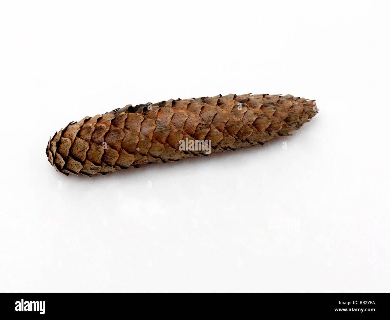 Conifer cone Cut Out Stock Images & Pictures - Alamy