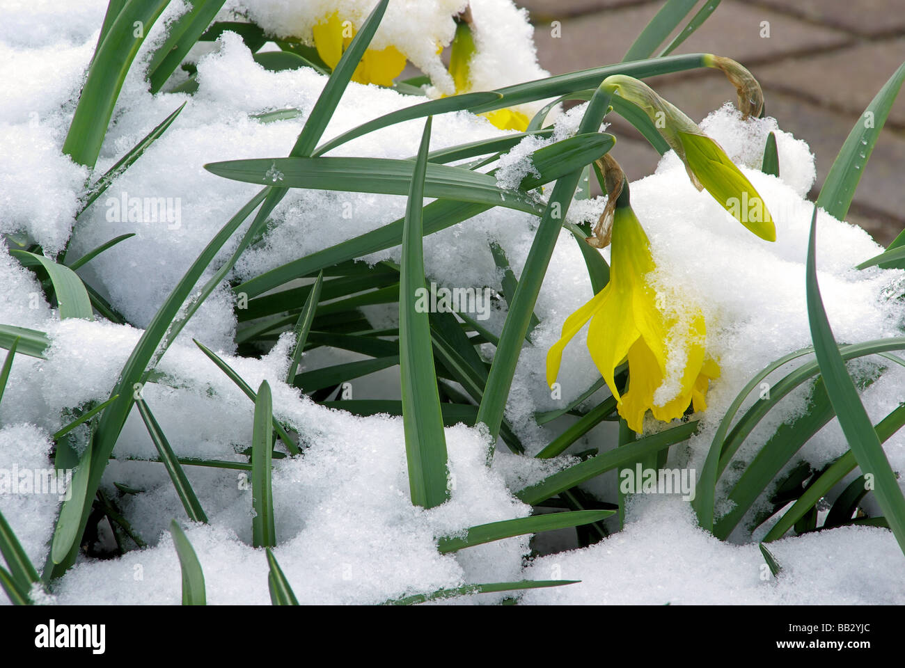 Osterglocke daffodil 17 Stock Photo - Alamy