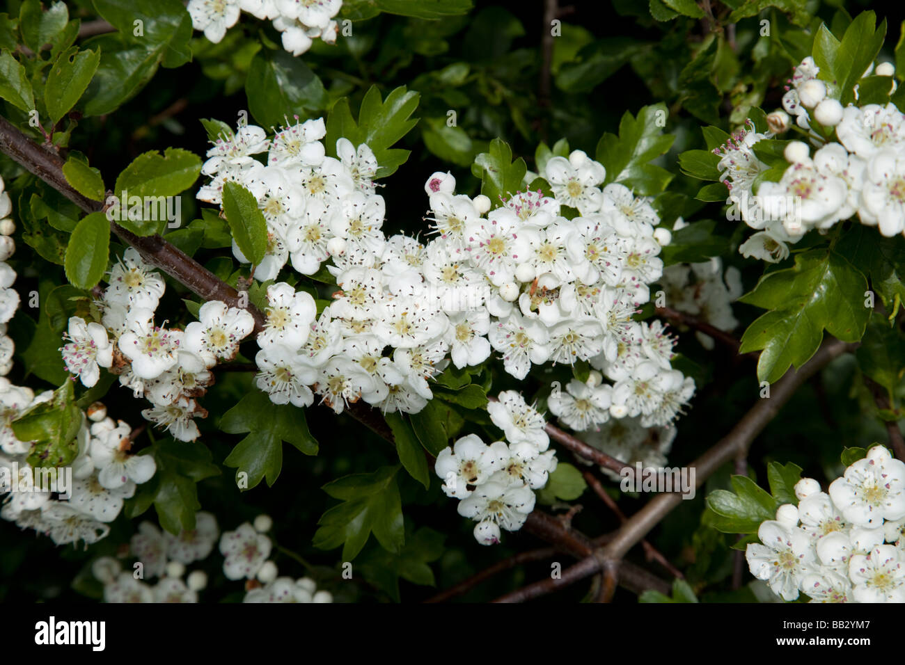 Hawthorn blossom flowers May 2009 UK Stock Photo - Alamy