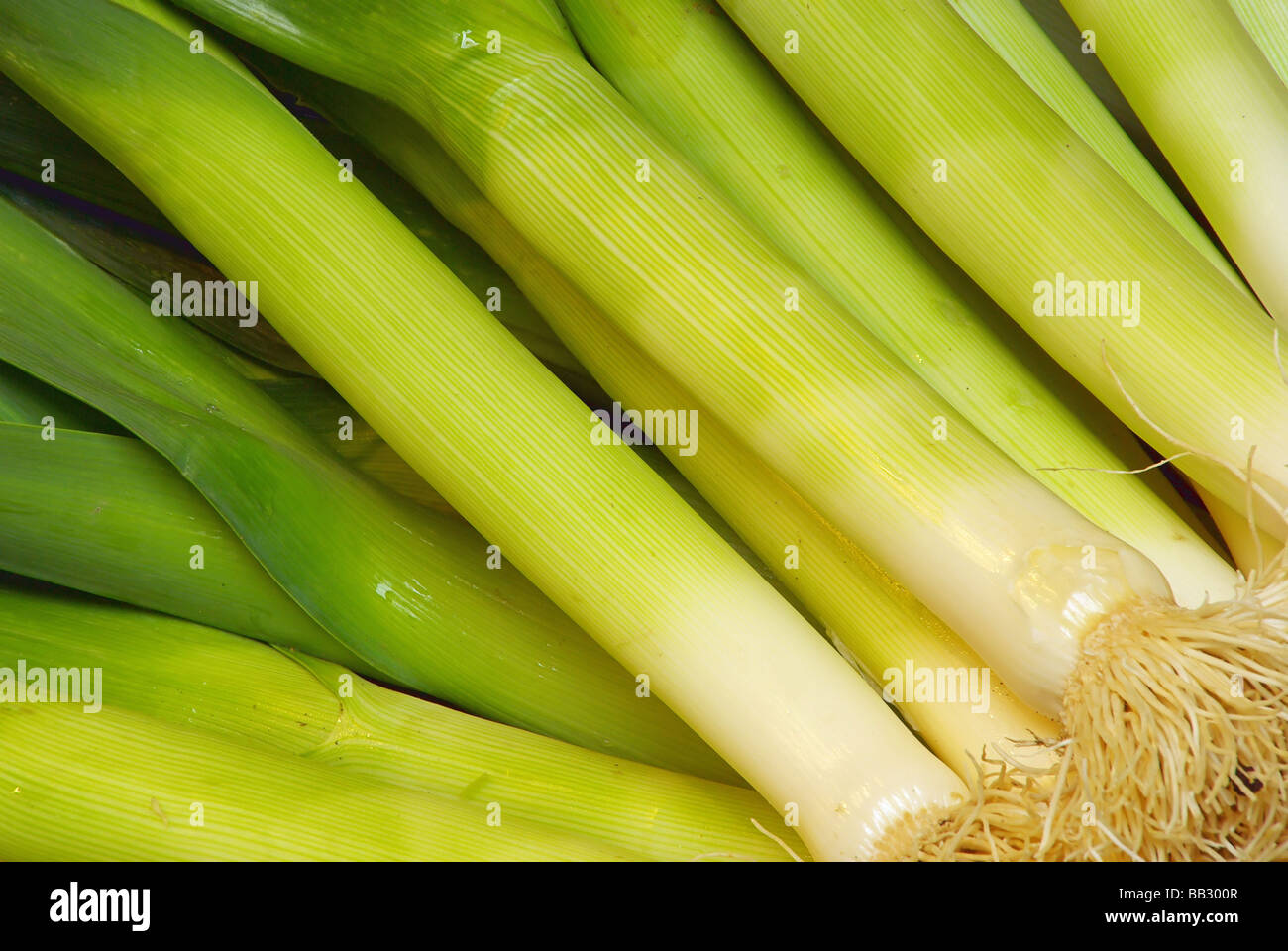 Porree leek 02 Stock Photo - Alamy