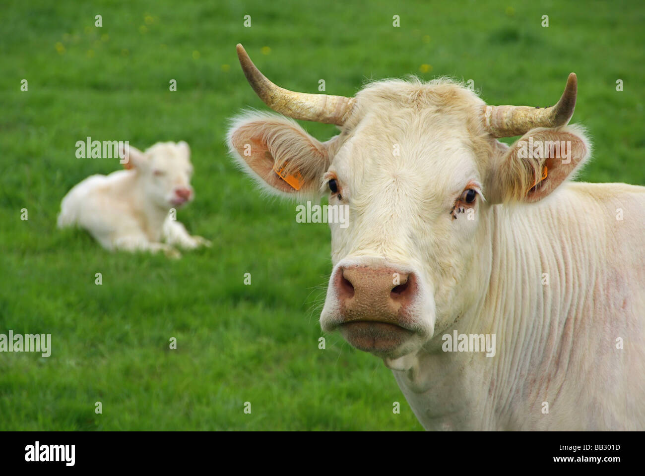 Rind cow 24 Stock Photo - Alamy