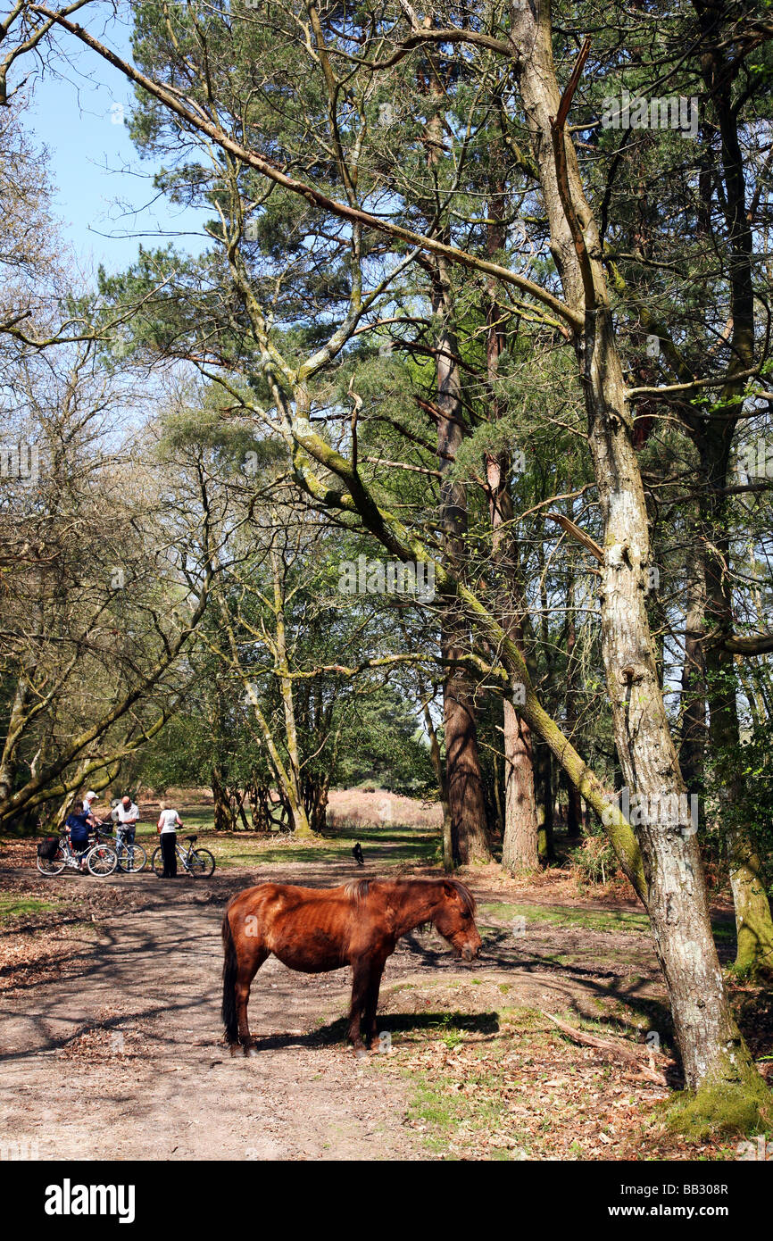 Cyclists passing ponies in the new forest hi-res stock photography and images - Alamy