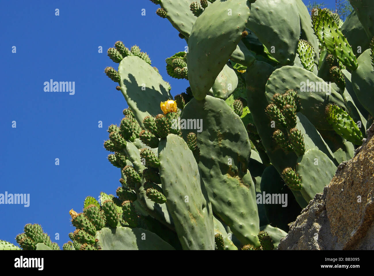 Opuntia hi-res stock photography and images - Alamy