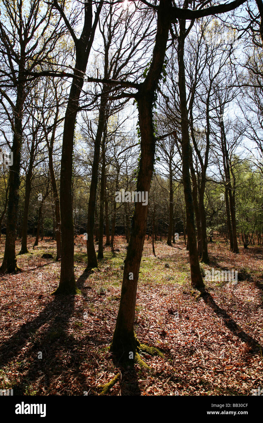 Light filtering through the trees of the New Forest near the village of ...