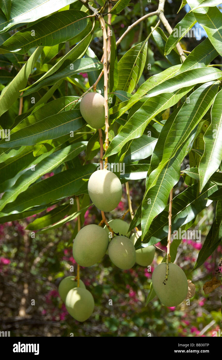 Dominican republic fruit hi-res stock photography and images - Alamy