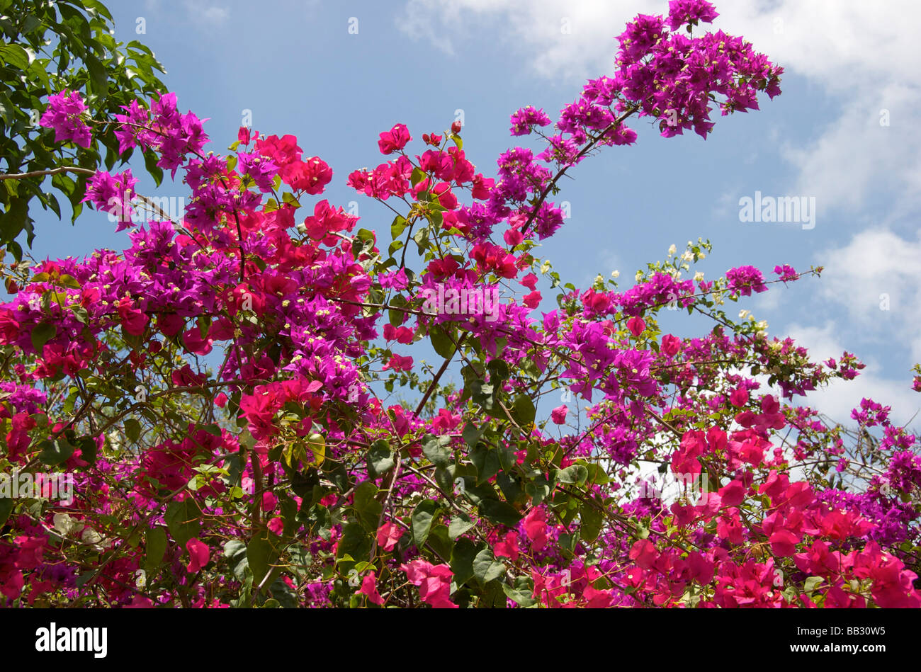 Dominican Republic, flowers Stock Photo - Alamy