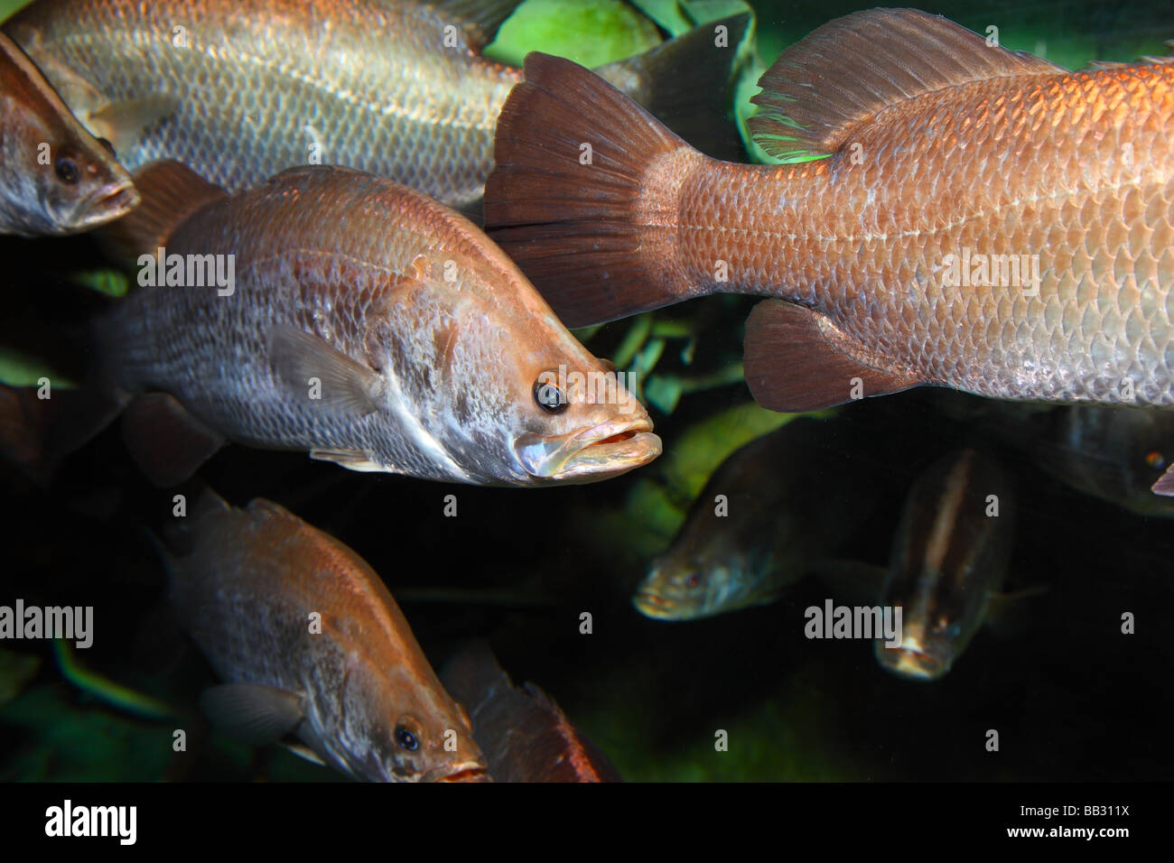 large group of fish Stock Photo - Alamy