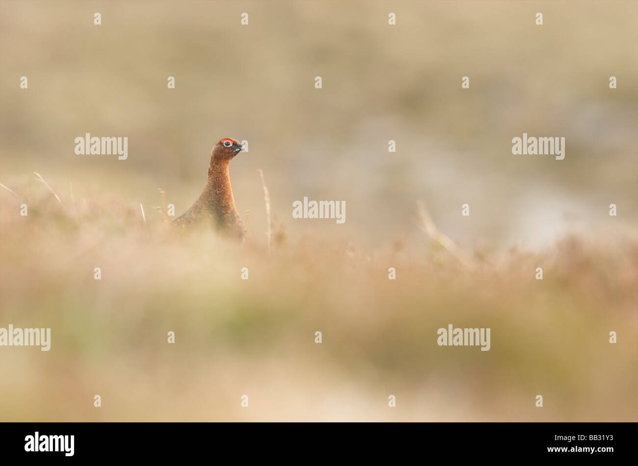 Grouse hunting scotland hi-res stock photography and images - Alamy