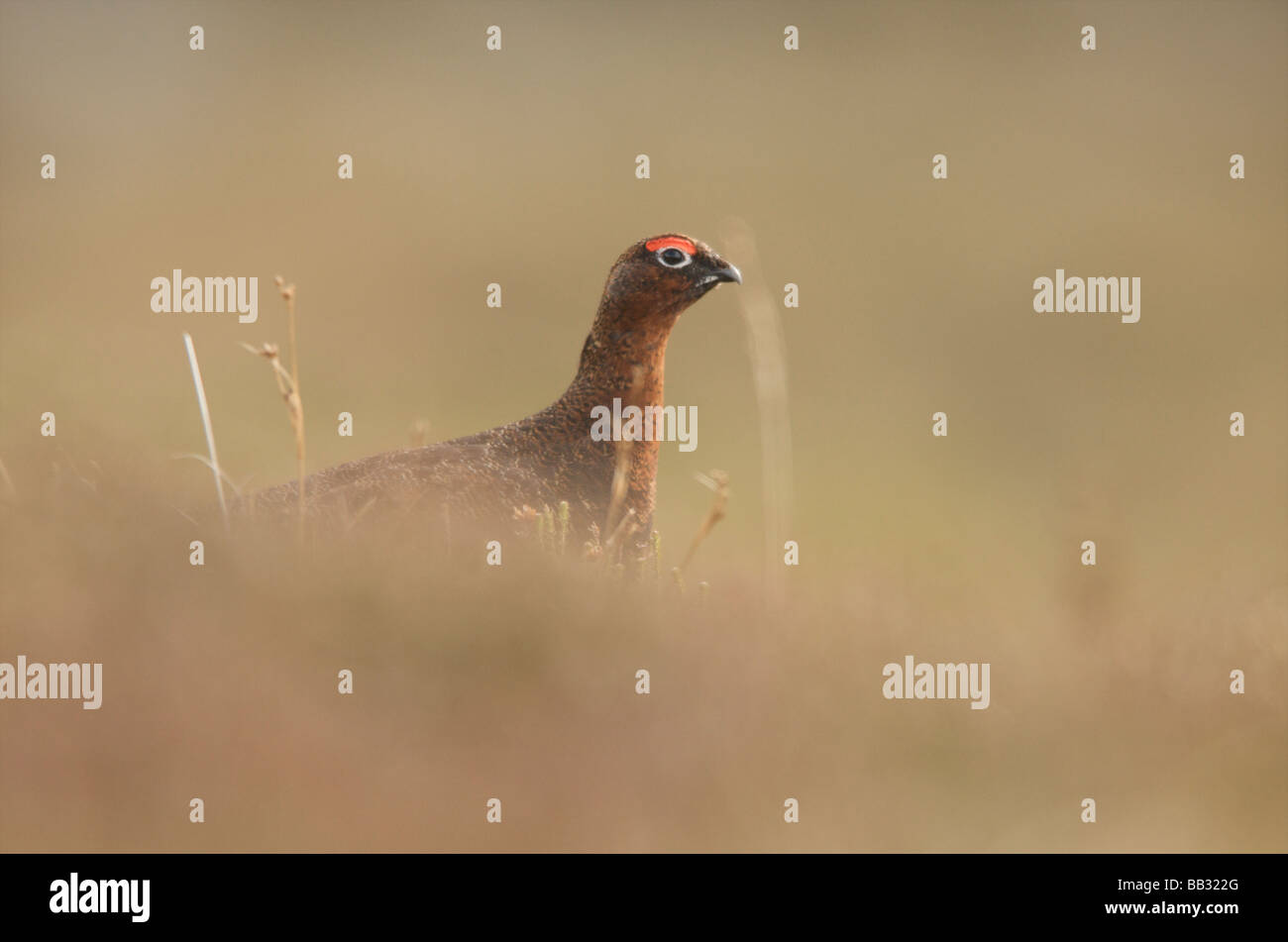 Upland game hi-res stock photography and images - Alamy