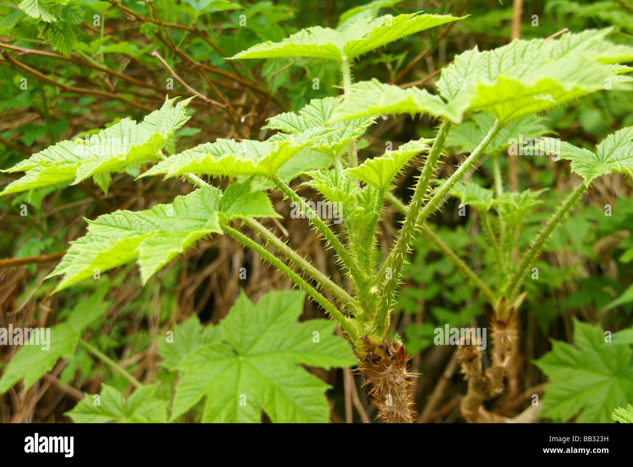Devil s Club Oplopanax horridus traditional medicinal plant and bane of ...