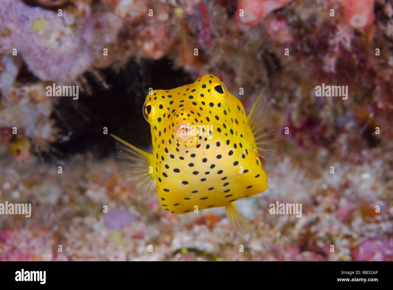 Juvenile Boxfish High Resolution Stock Photography and Images - Alamy