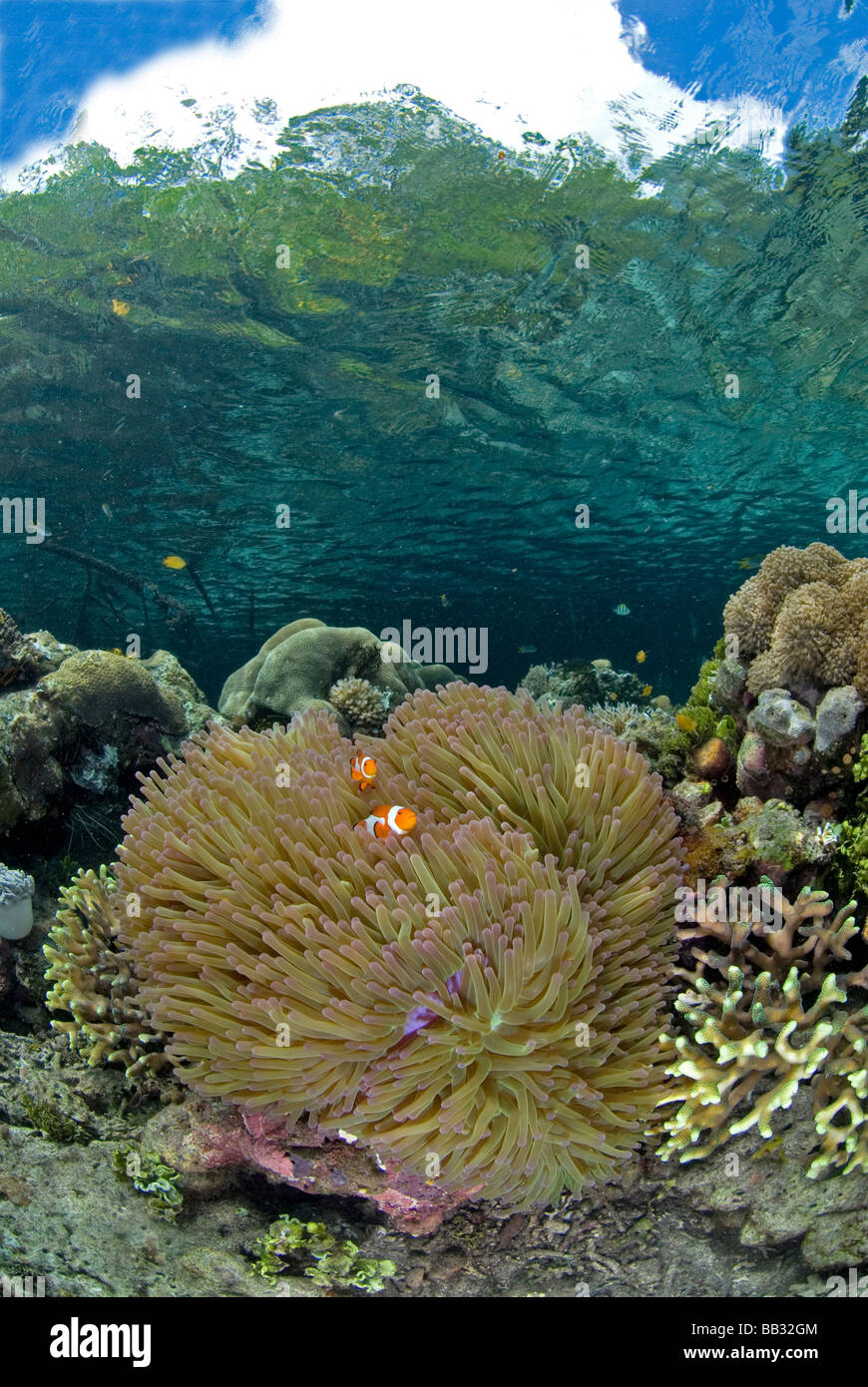Indian Ocean, Indonesia, Raja Ampat. Coral grows near surface in ...