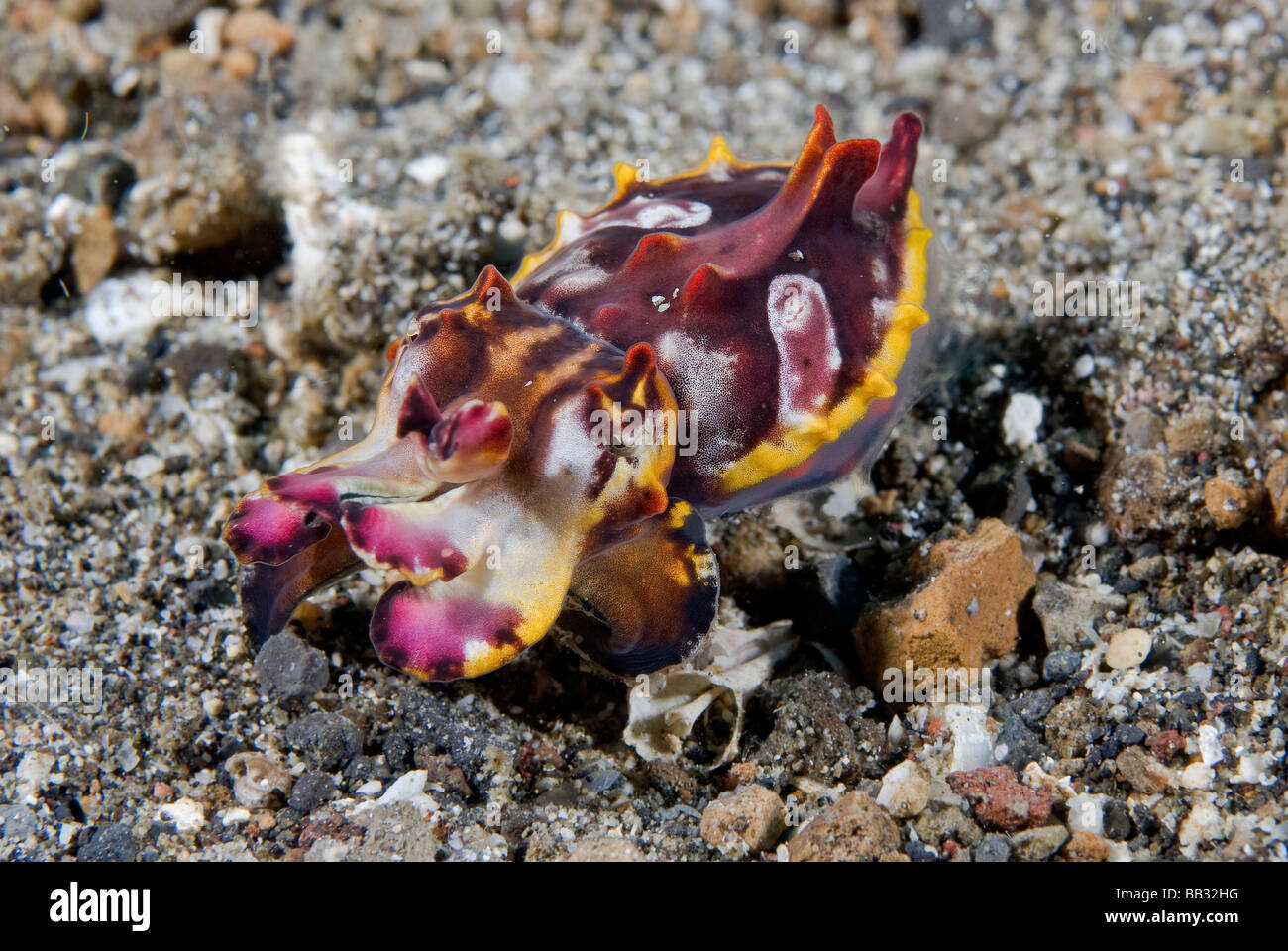 Indian Ocean Indonesia Sulawesi Island Lembeh Straits. A Pfeffer's ...