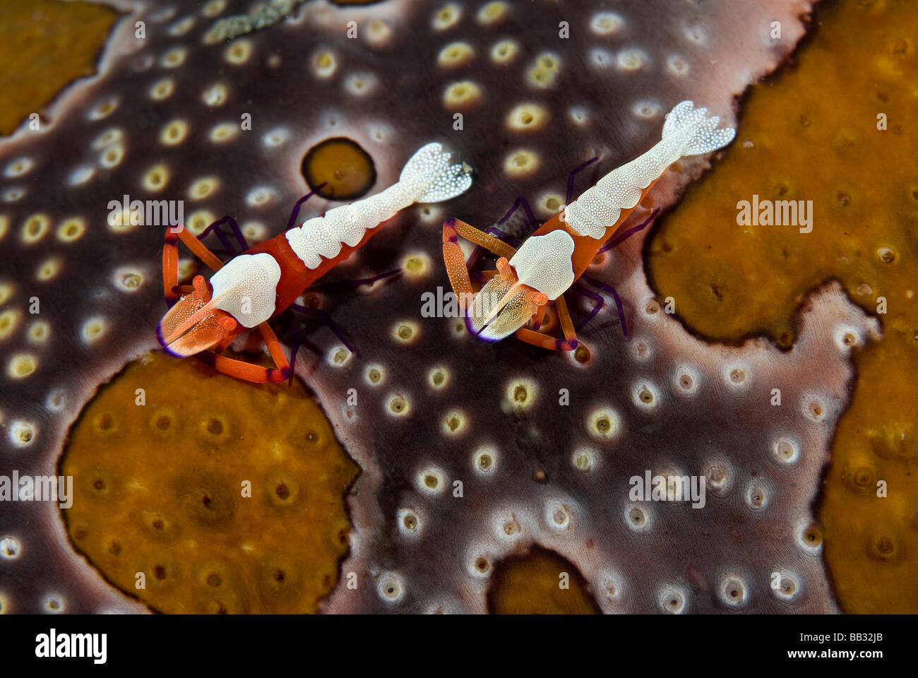 Indian Ocean, Indonesia, Sulawesi Island, Lembeh Straits. Two imperial ...