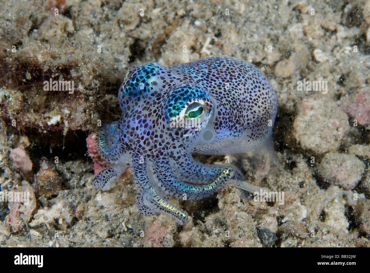 Indian Ocean, Indonesia, Sulawesi Island, Lembeh Straits. Bobtail squid ...