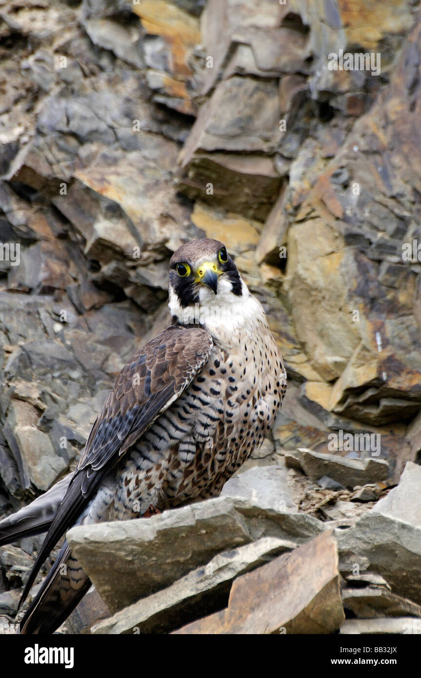 Close up portrait falcon hi-res stock photography and images - Alamy