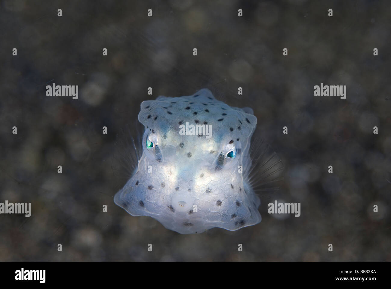 Boxfish indonesia sulawesi underwater hi-res stock photography and ...