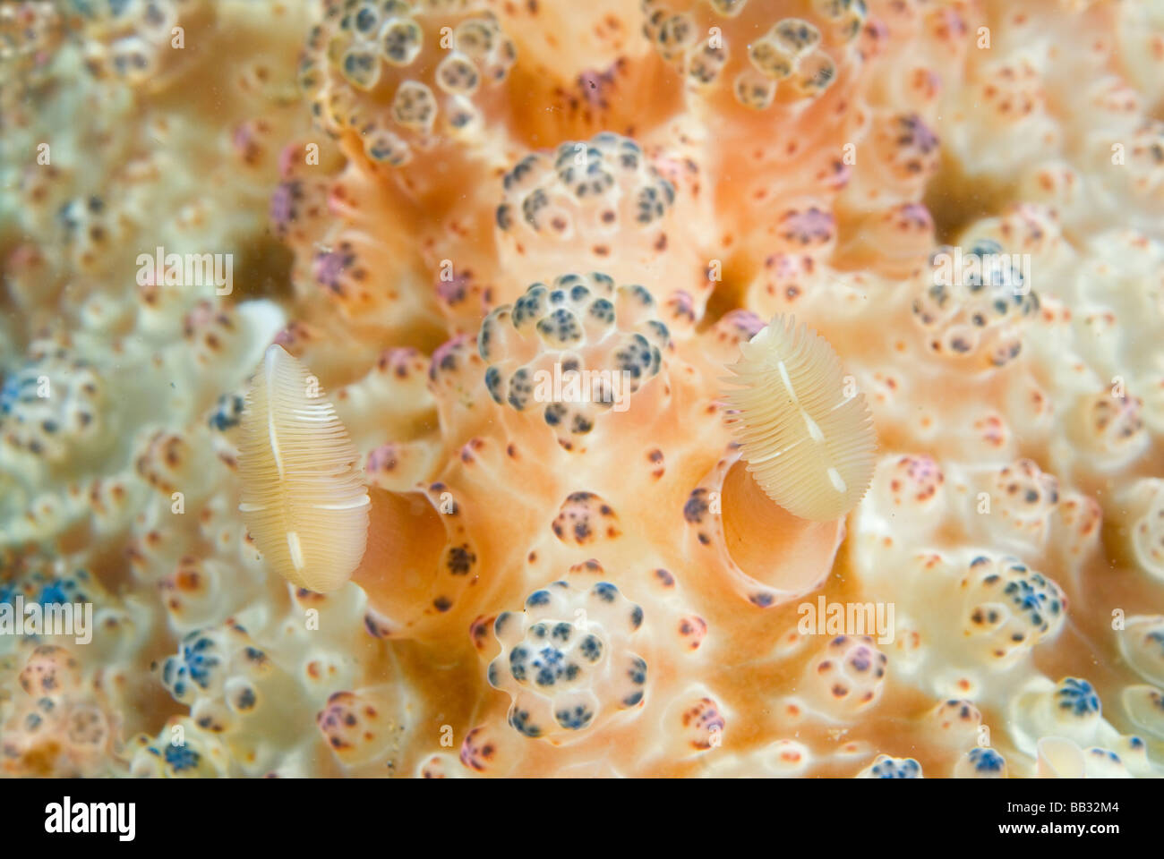 Indian Ocean, Indonesia, Sulawesi Island, Lembeh Straits. Two ...