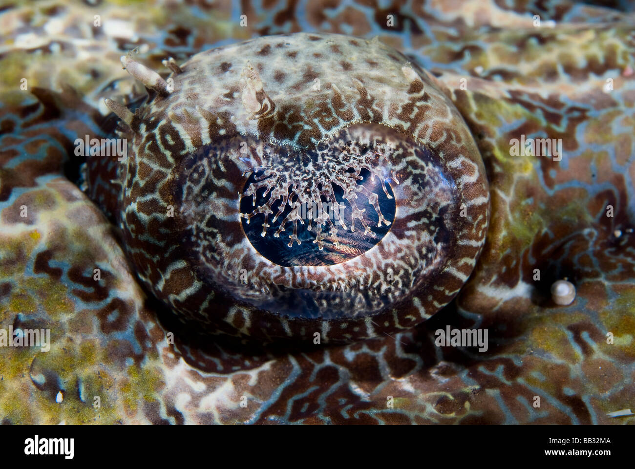 Indian Ocean, Indonesia, Sulawesi Island, Lembeh Straits. Close-up of ...
