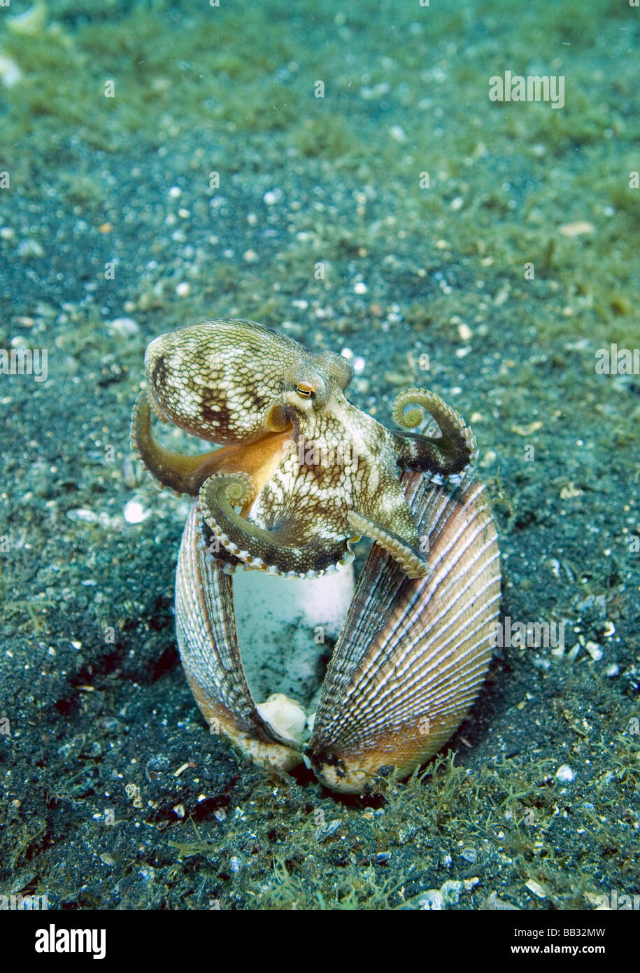 Indian Ocean, Indonesia, Sulawesi Island, Lembeh Straits. An octopus ...