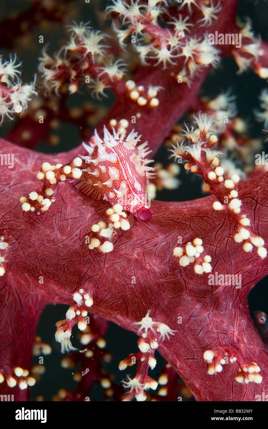 Indian Ocean, Indonesia, Sulawesi Island, Lembeh Straits. An allied ...