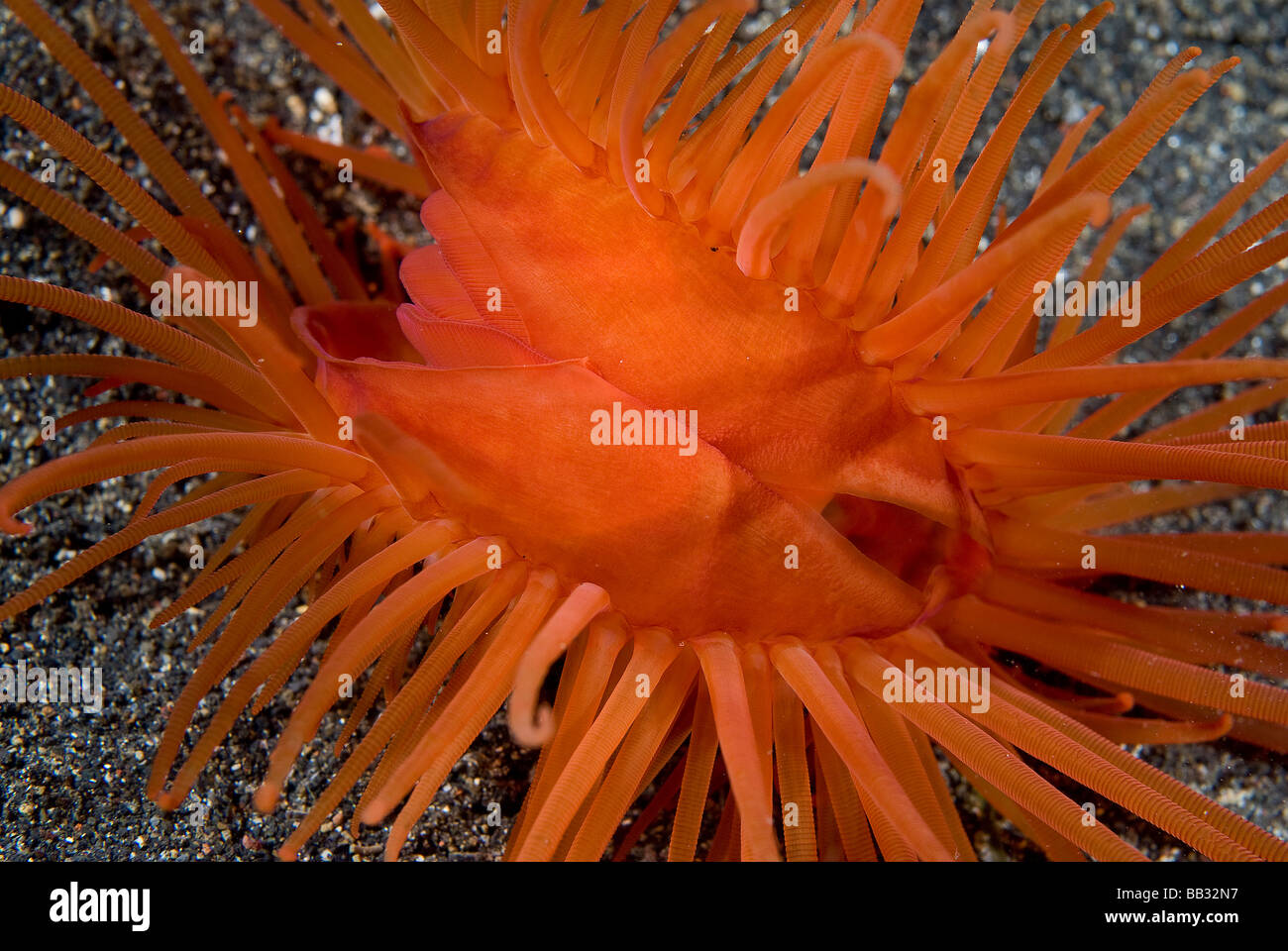 Indian Ocean, Indonesia, Sulawesi Island, Lembeh Straits. Close-up of a ...
