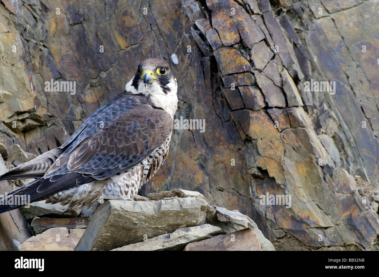 Peregrine Falcon in quarry Stock Photo - Alamy