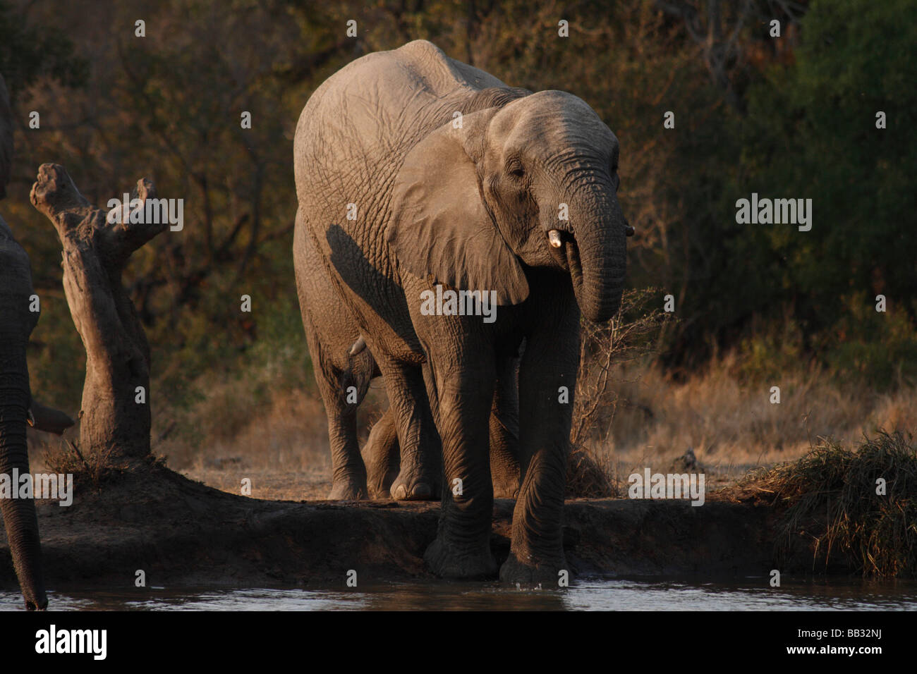 African Elephant (Loxodonta africana). young african elephant drinking at a waterhole Stock ...