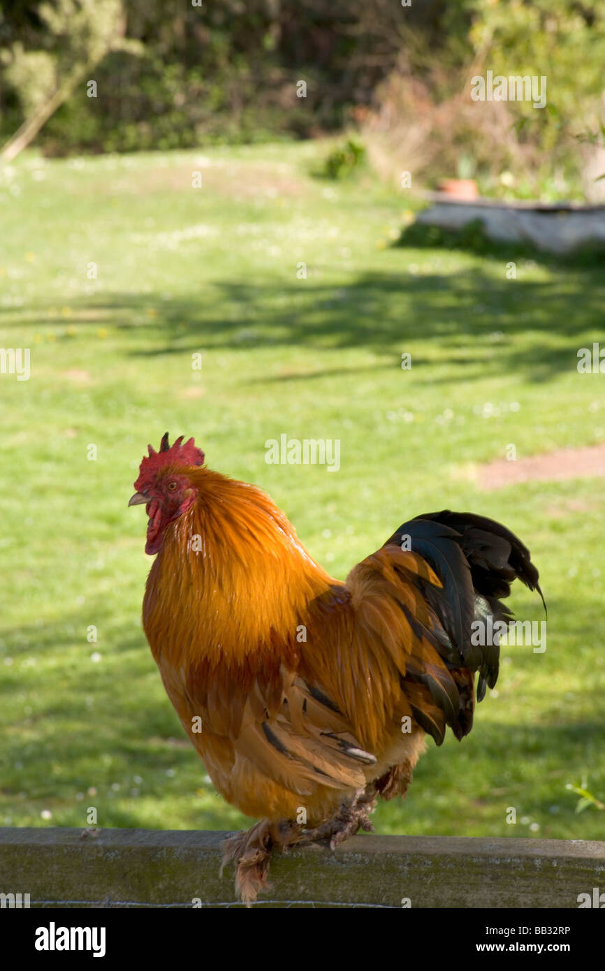 Free range chicken Stock Photo - Alamy