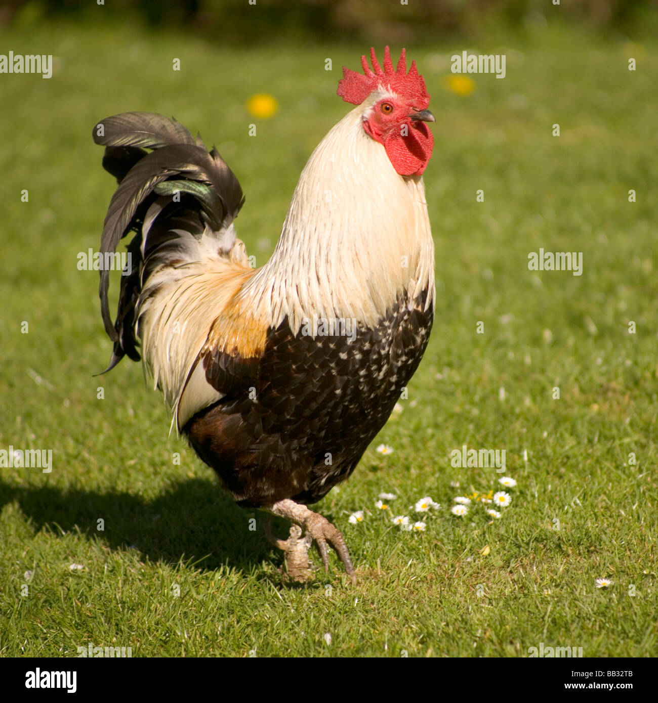 Free range chicken Stock Photo - Alamy