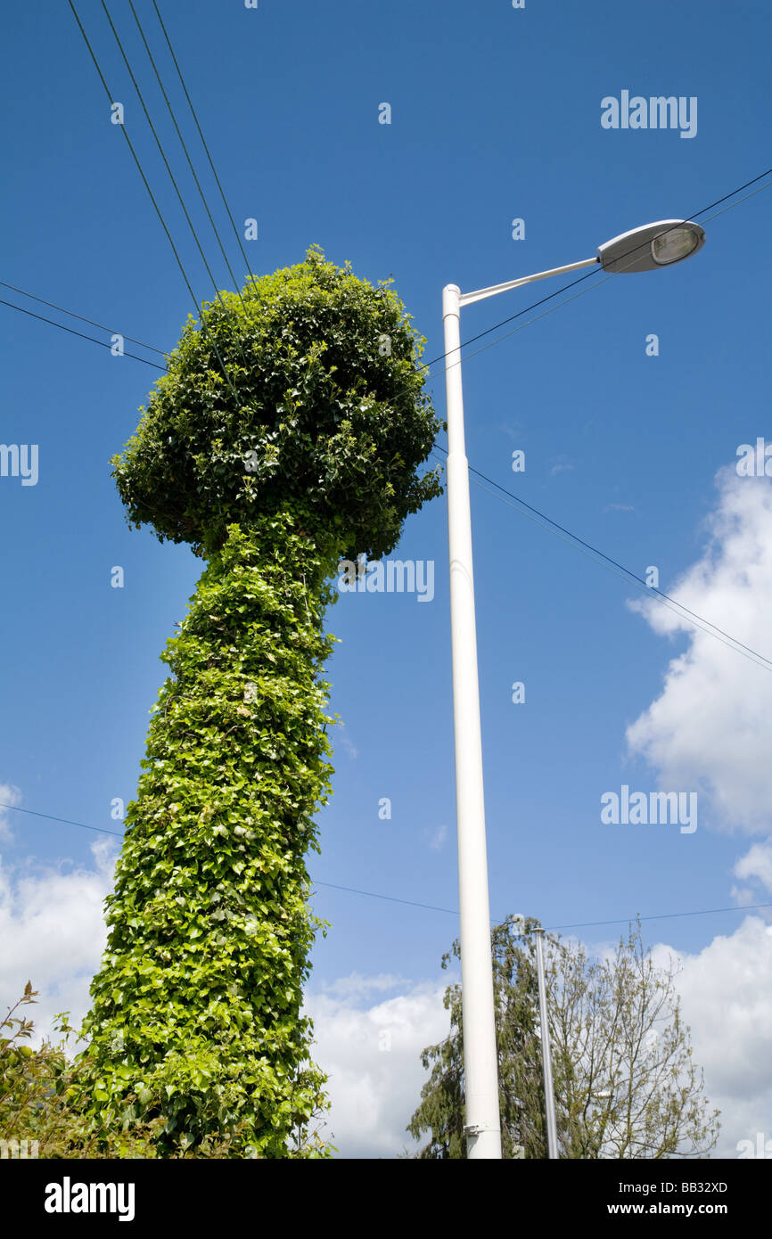 Ivy cover covered telegraph pole overgrown england hi-res stock ...