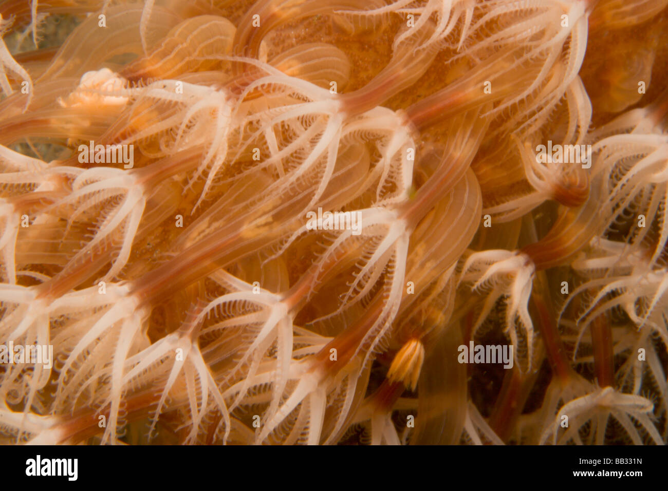 Banda Sea, Indonesia (RF Stock Photo - Alamy