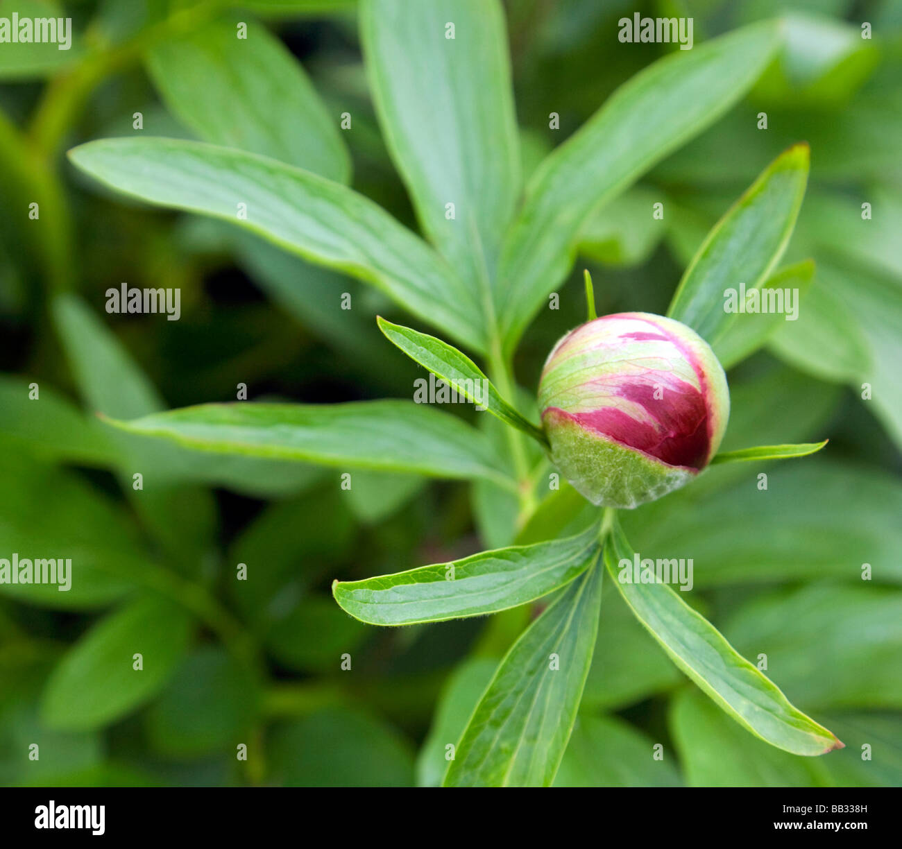 A peony bud about to flower Stock Photo - Alamy