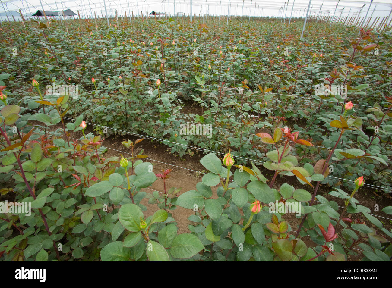 South America, Ecuador, Lasso, greenhouse of rose farm which grows and ...