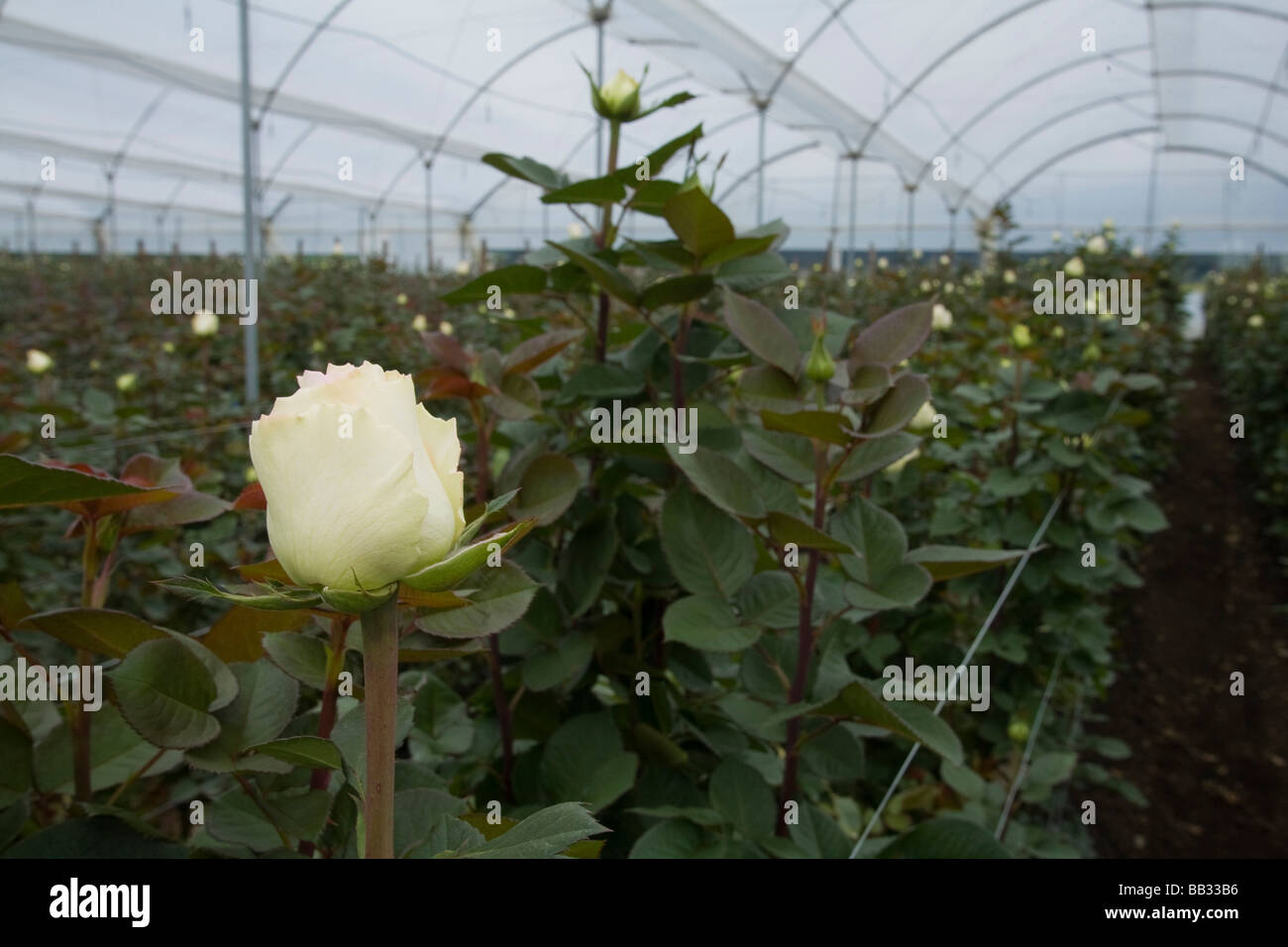 South America, Ecuador, Lasso, greenhouse of rose farm which grows and ...
