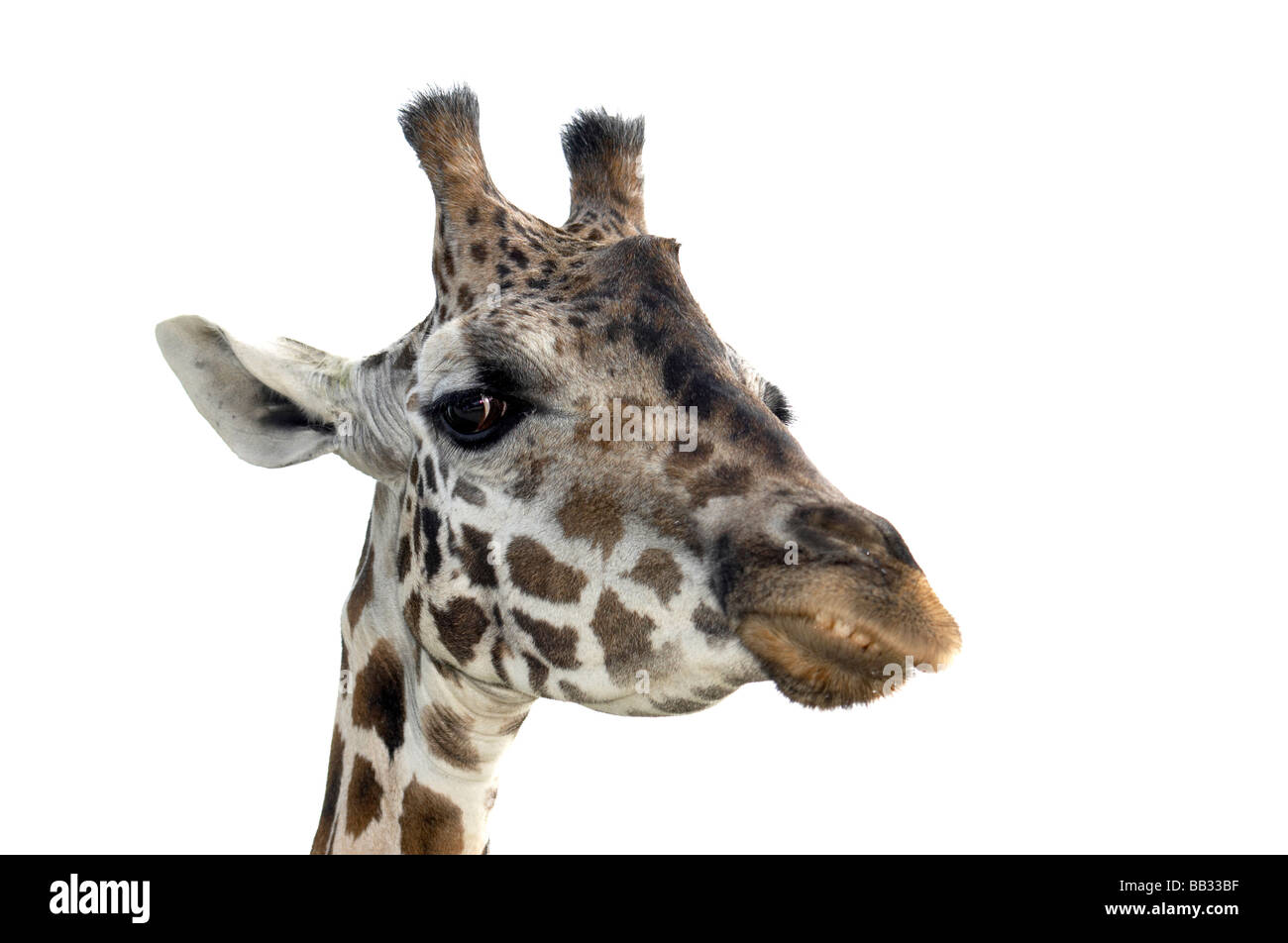 Zoo animals portrait Cut Out Stock Images & Pictures - Alamy