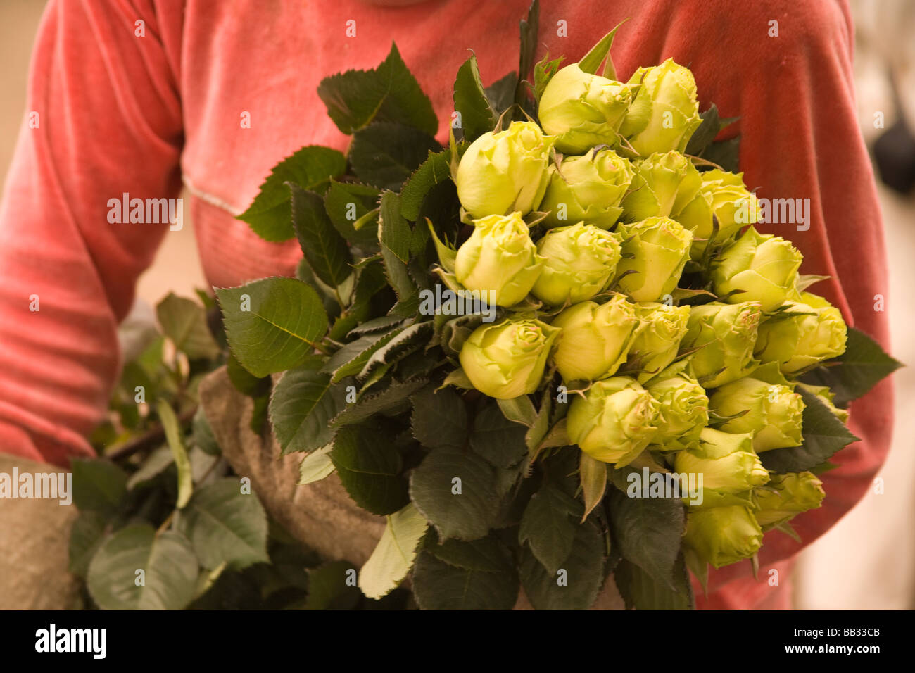 South America, Ecuador, Lasso, cut roses being bundled in rose farm ...