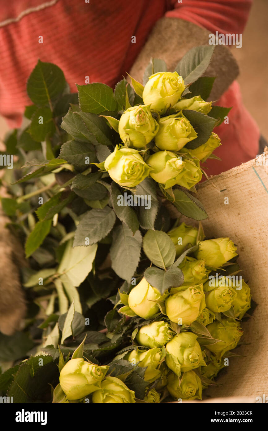South America, Ecuador, Lasso, cut roses being bundled in rose farm ...
