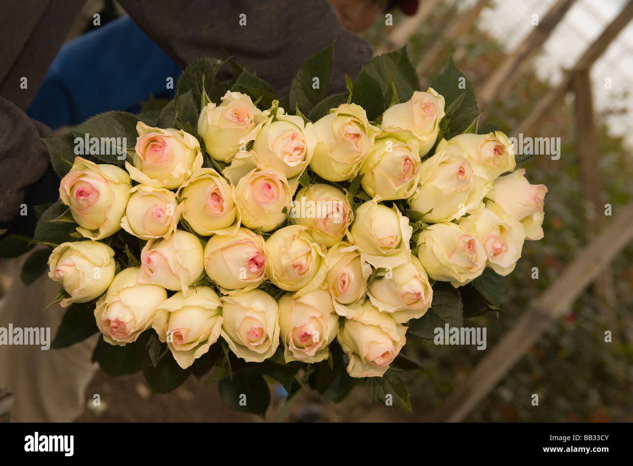 South America, Ecuador, Lasso, rose farm which grows and packages roses ...