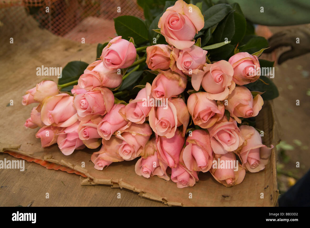 South America, Ecuador, Lasso, rose farm which grows and packages roses ...