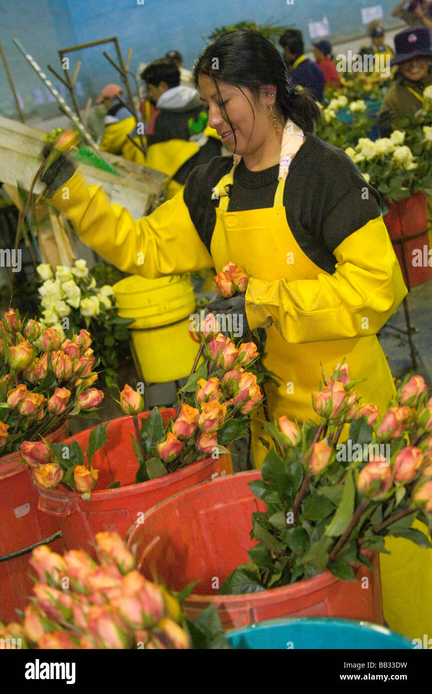 South America, Ecuador, Lasso, workers in packaging warehouse of rose ...
