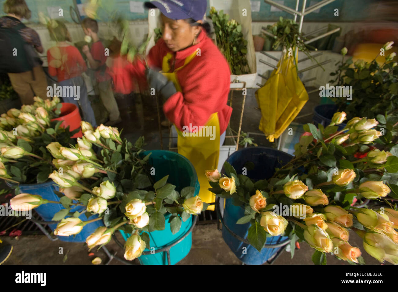 South America, Ecuador, Lasso, workers in packaging warehouse of rose ...