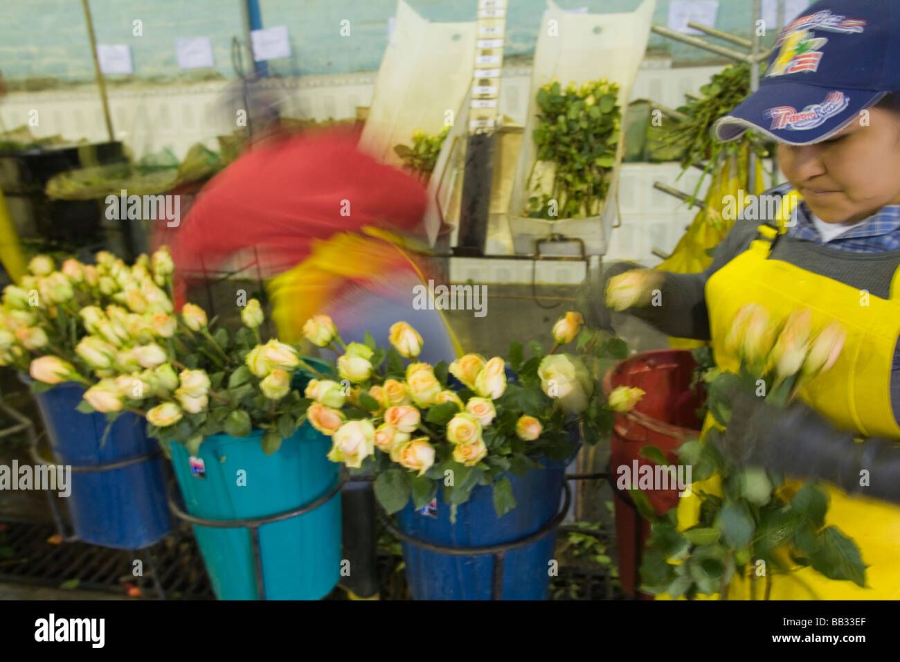 South America, Ecuador, Lasso, workers in packaging warehouse of rose ...