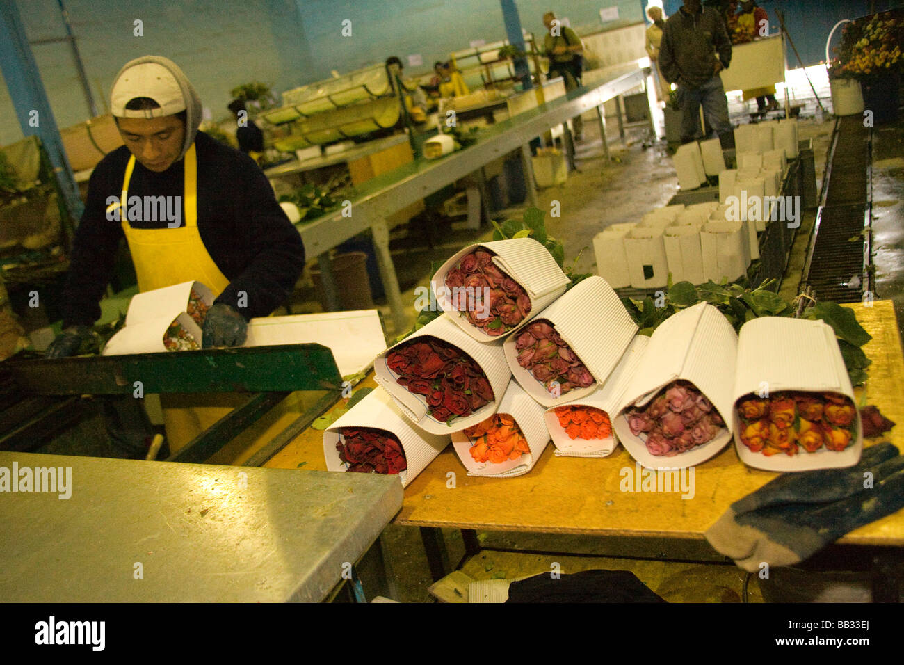 South America, Ecuador, Lasso, workers in packaging warehouse of rose ...