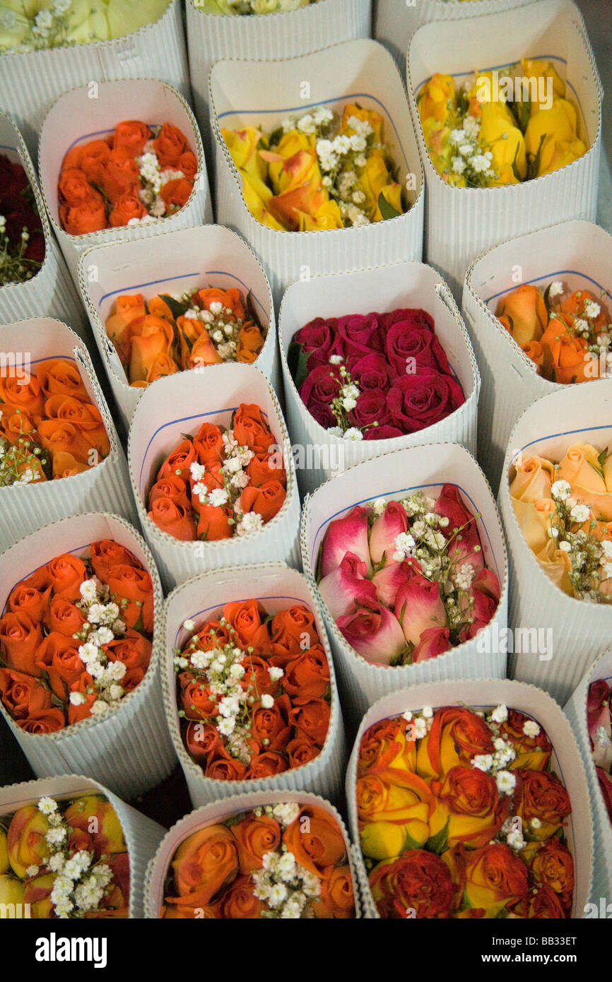 South America, Ecuador, Lasso Stock Photo - Alamy