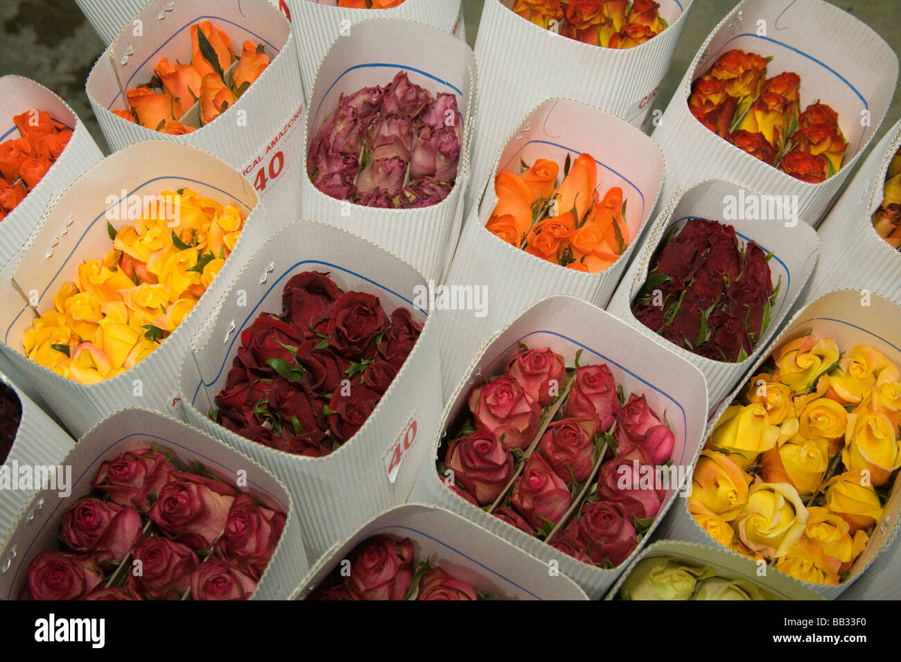 South America, Ecuador, Lasso Stock Photo - Alamy