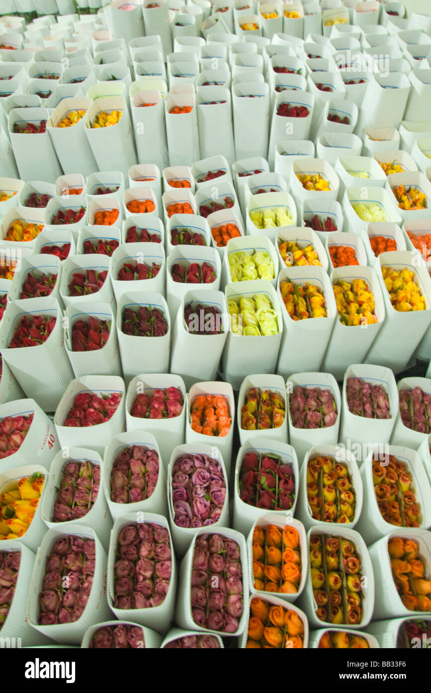 South America, Ecuador, Lasso Stock Photo - Alamy