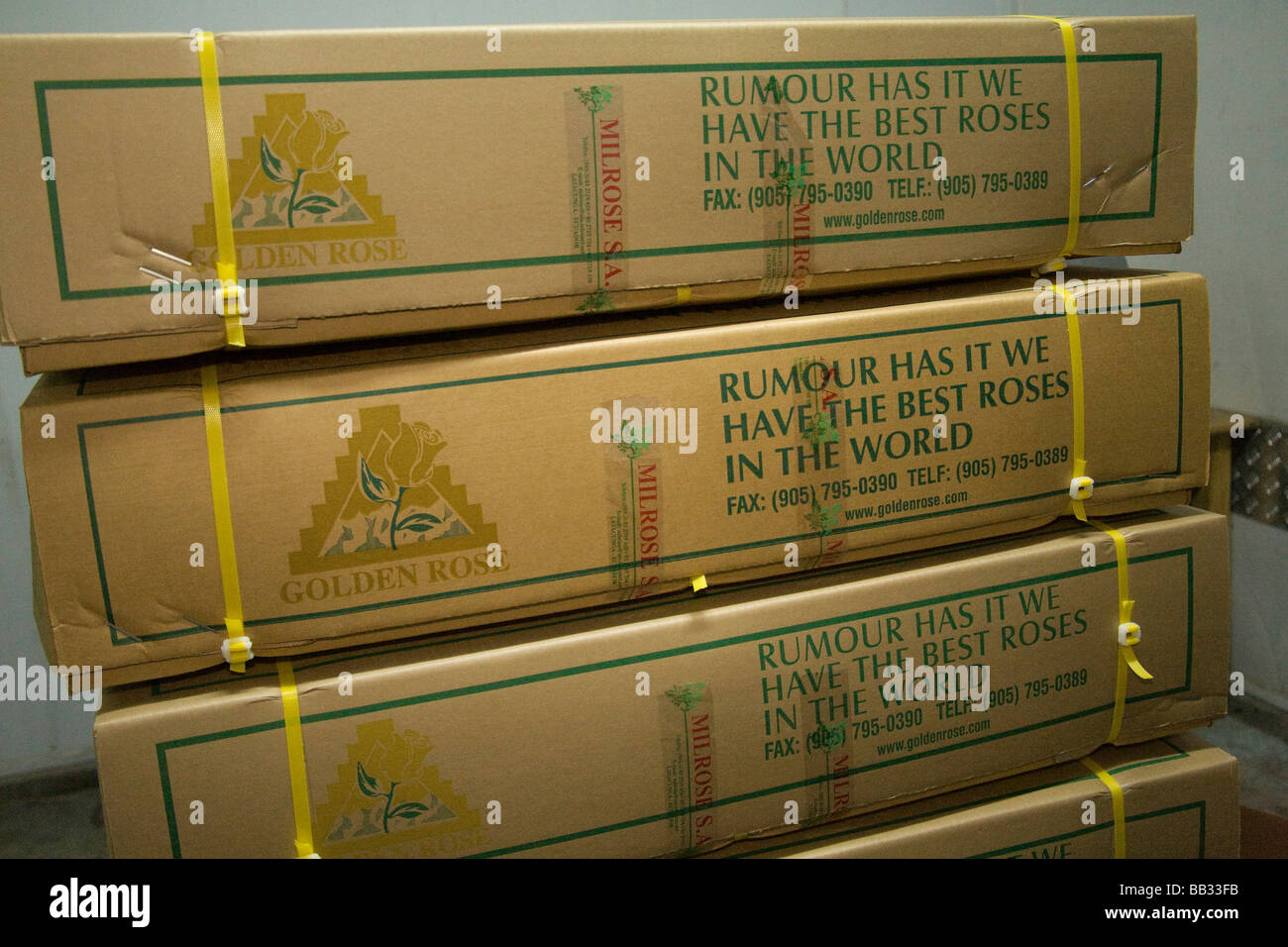 South America, Ecuador, Lasso, stacks of boxes in rose farm which grows ...